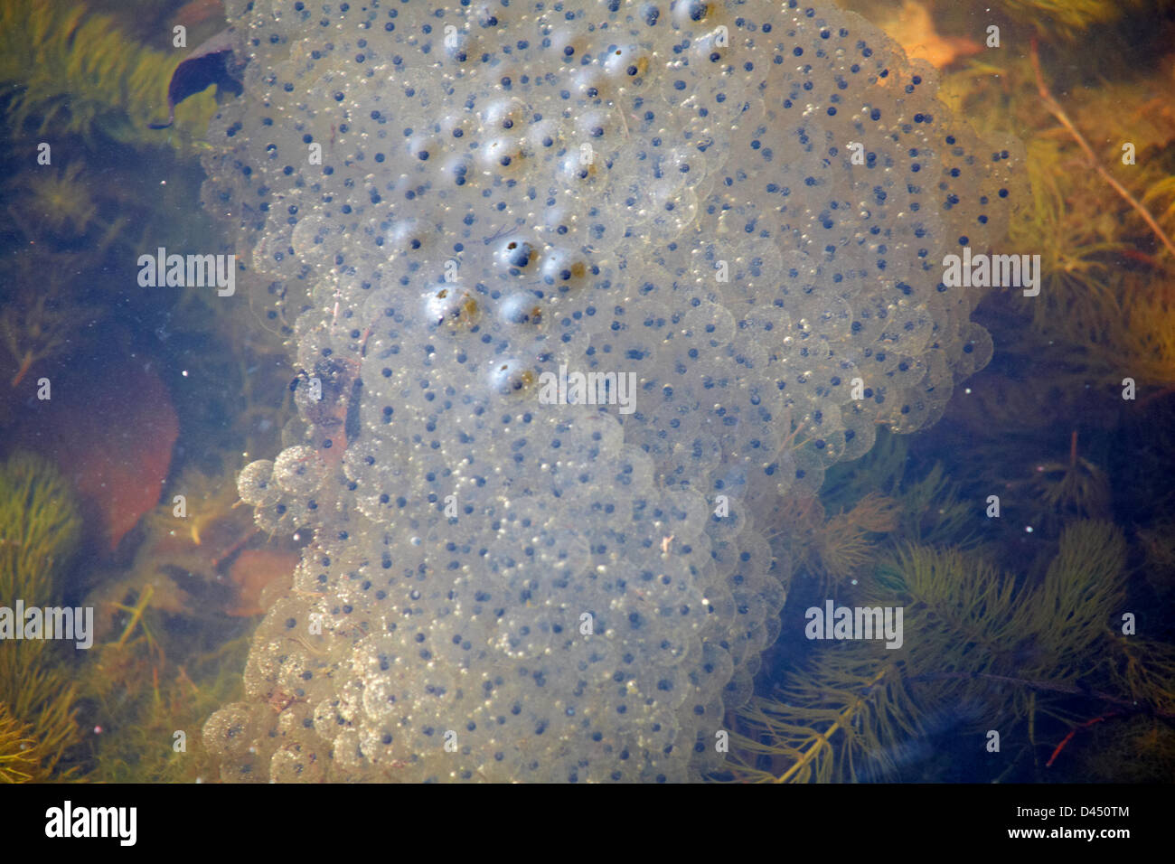 Frog spawn british isles hi-res stock photography and images - Alamy