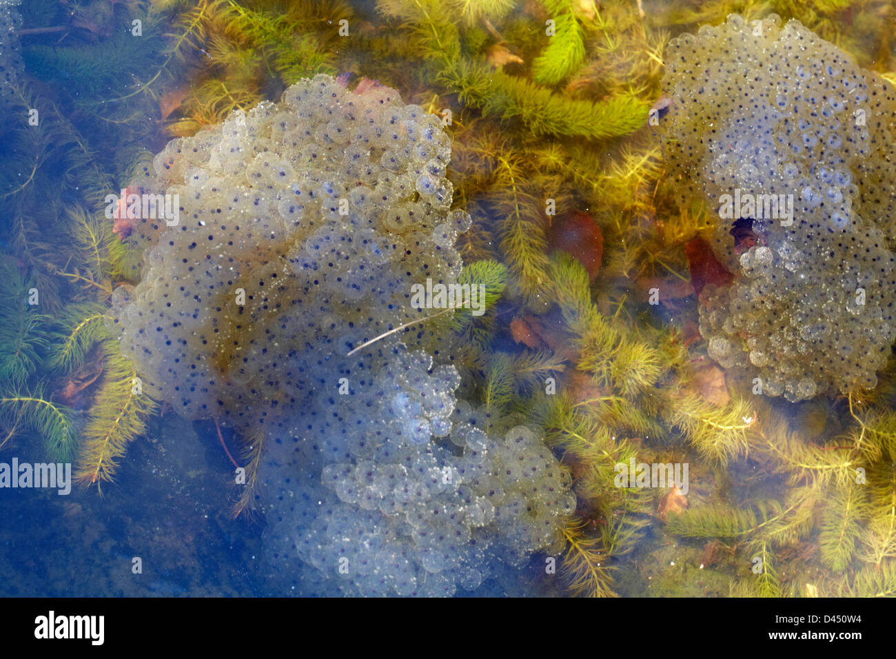 Frogspawn closeup hi-res stock photography and images - Alamy