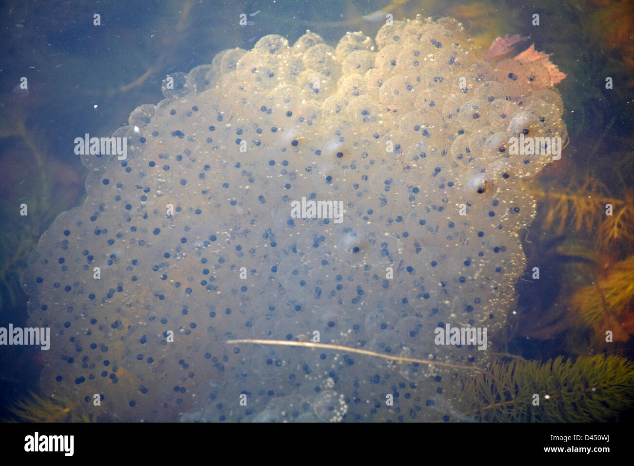 Frogspawn closeup hi-res stock photography and images - Alamy