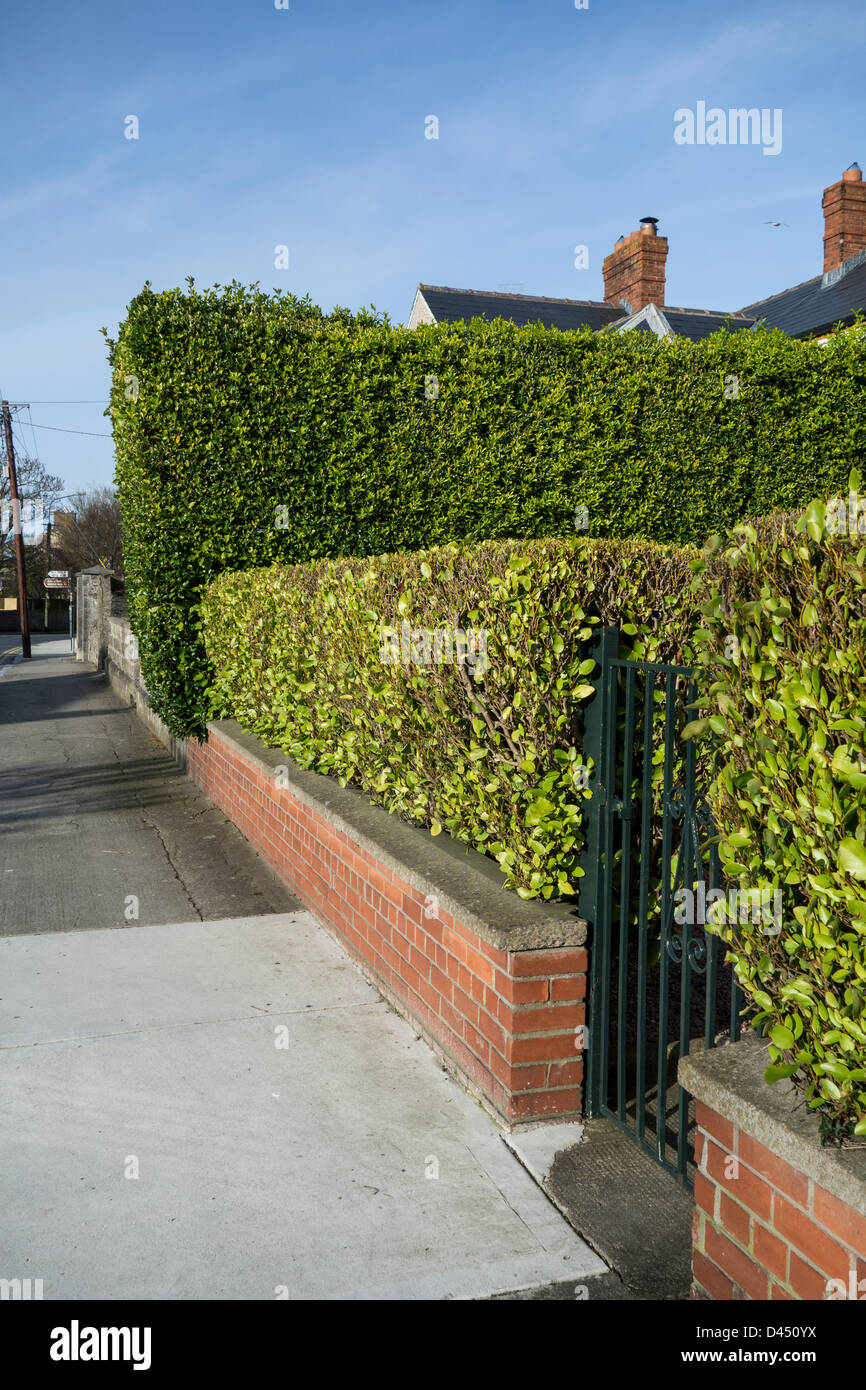 A well pruned hedge around a domestic garden - Holmpatrick, Skerries ...