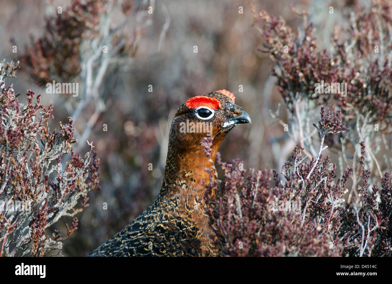 Heather moorland close up hi-res stock photography and images - Alamy