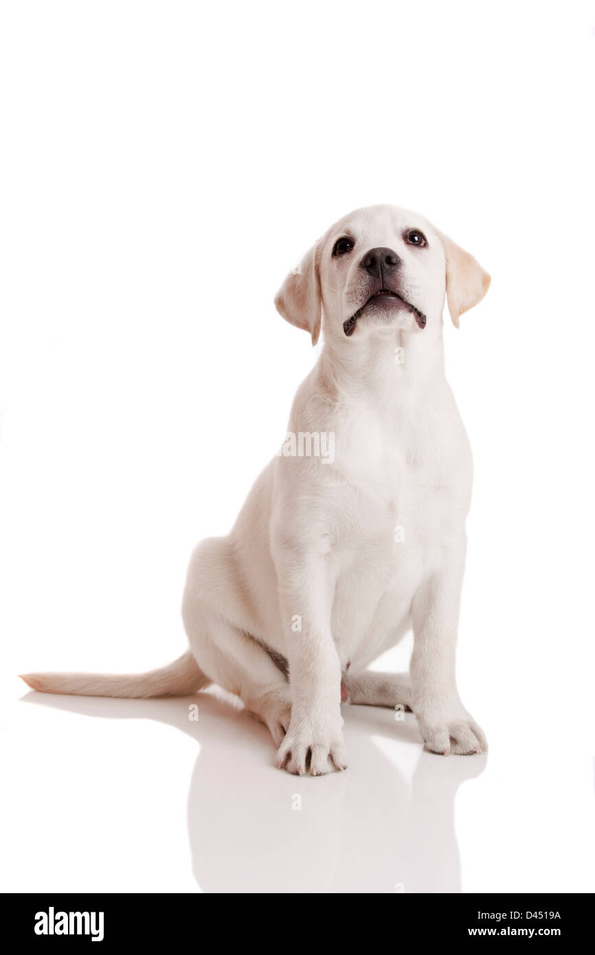 Beautiful Labrador retriever cream puppy isolated on white background ...