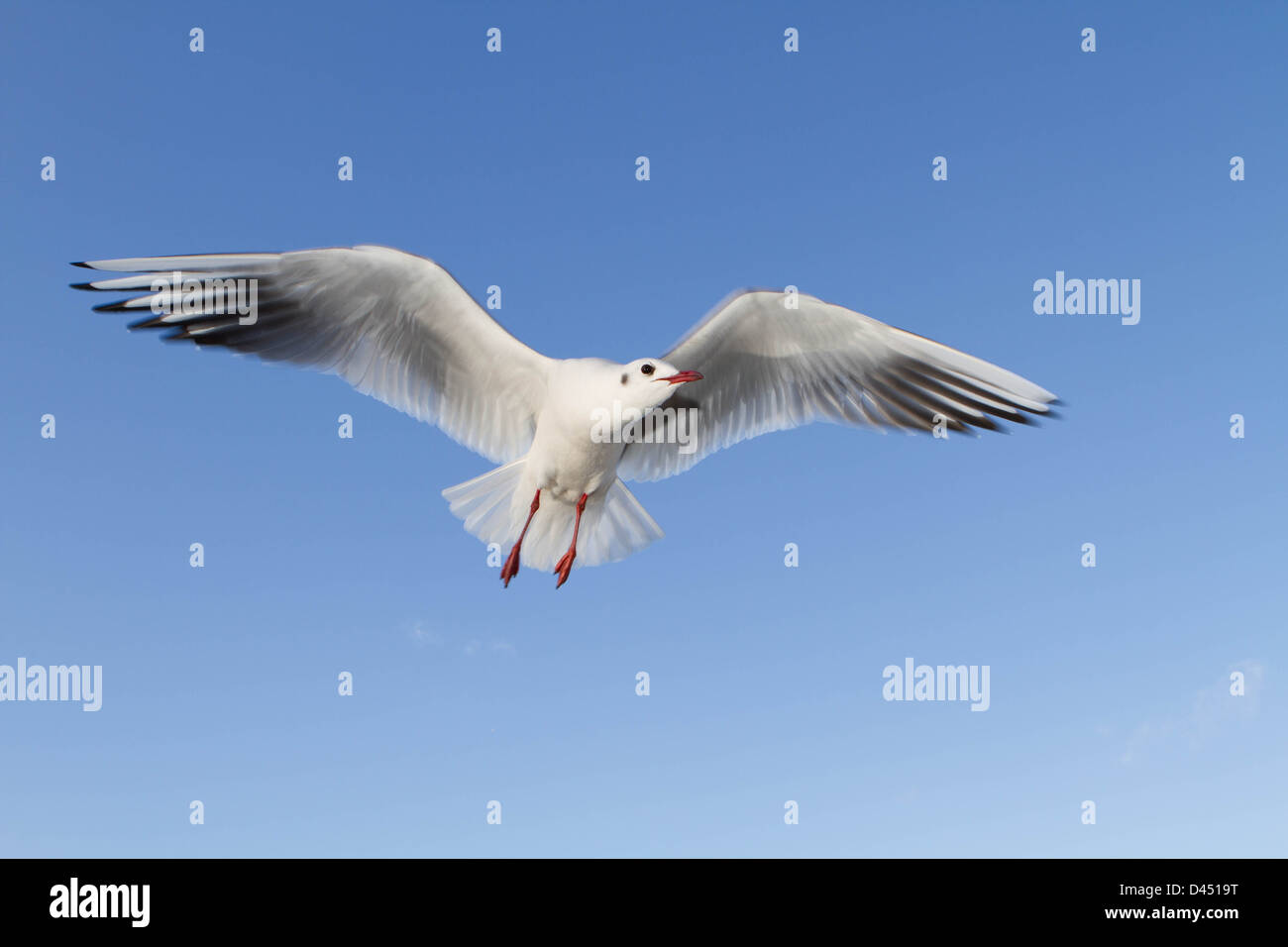 seagull wing fully open flying over the river Thames Stock Photo - Alamy