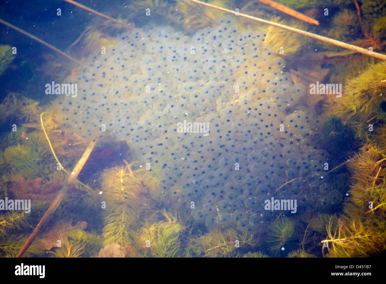 Bournemouth, UK. 5th March 2013. Spring - frog spawn frogspawn Rana ...