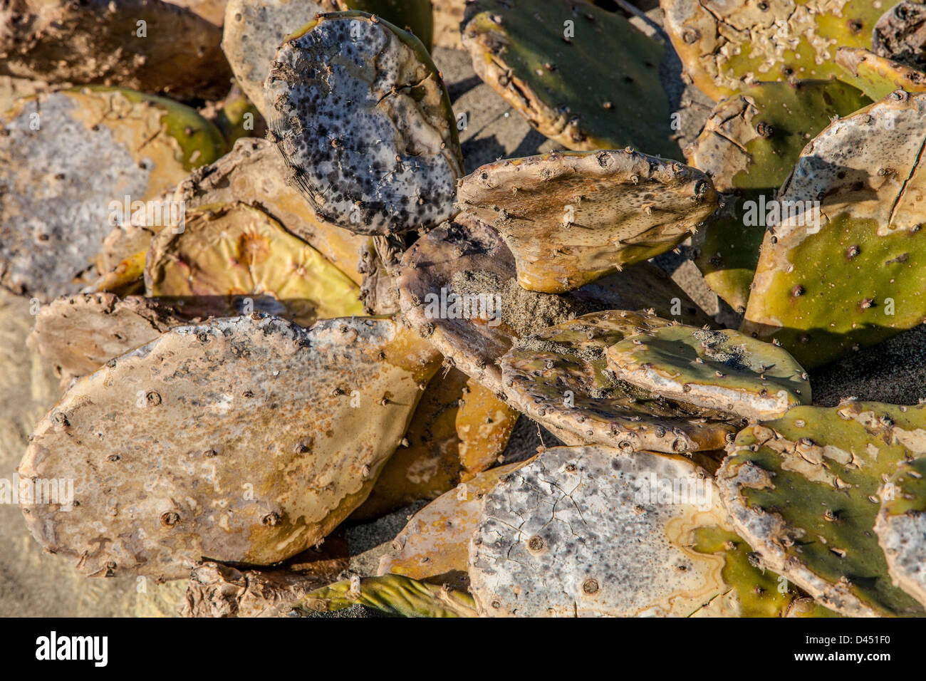 fregene, italy, europe Stock Photo - Alamy