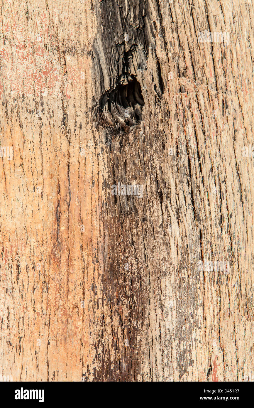 fregene, italy, europe Stock Photo - Alamy