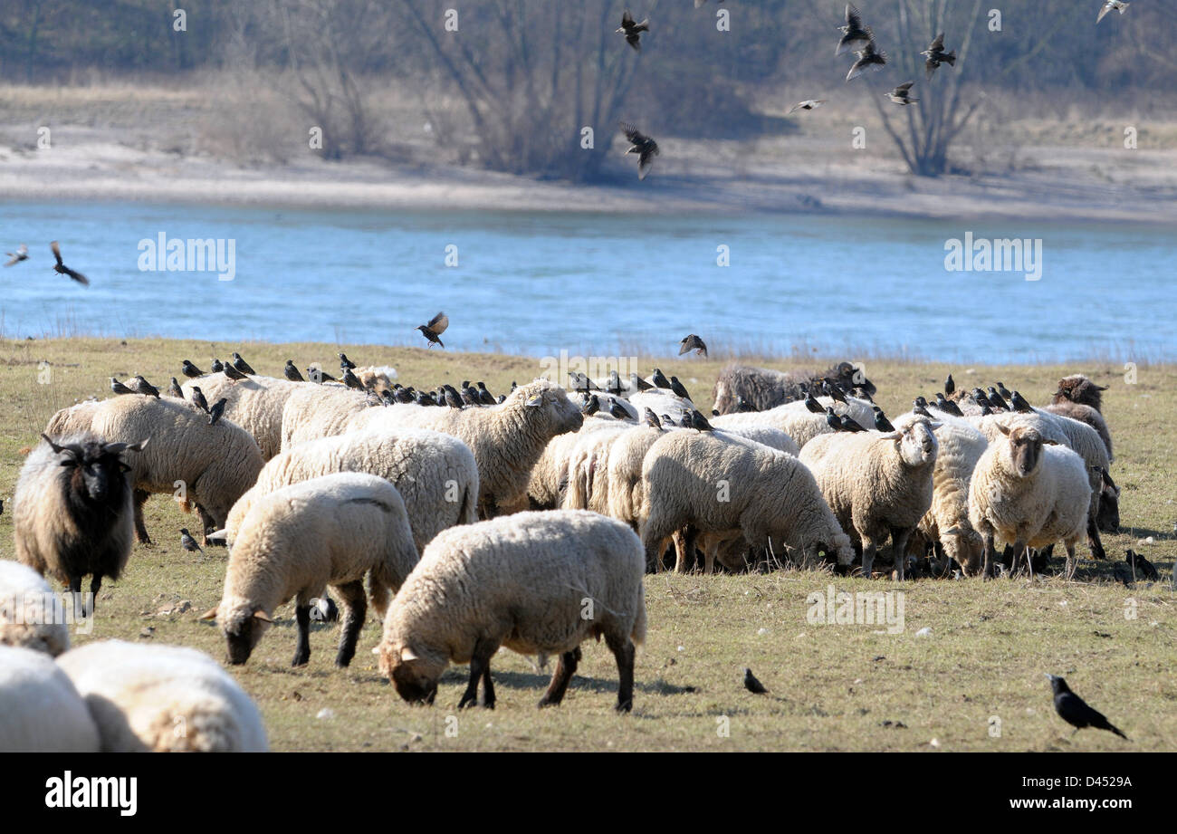 Birds sit on the backs of sheep on a meadow in Duesseldorf, Germany, 05 ...