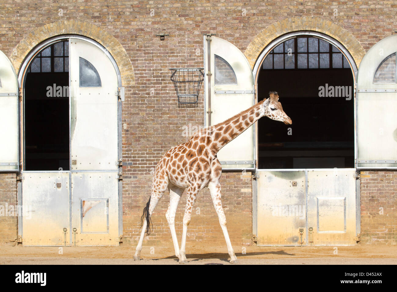 Giraffe london zoo hi-res stock photography and images - Alamy