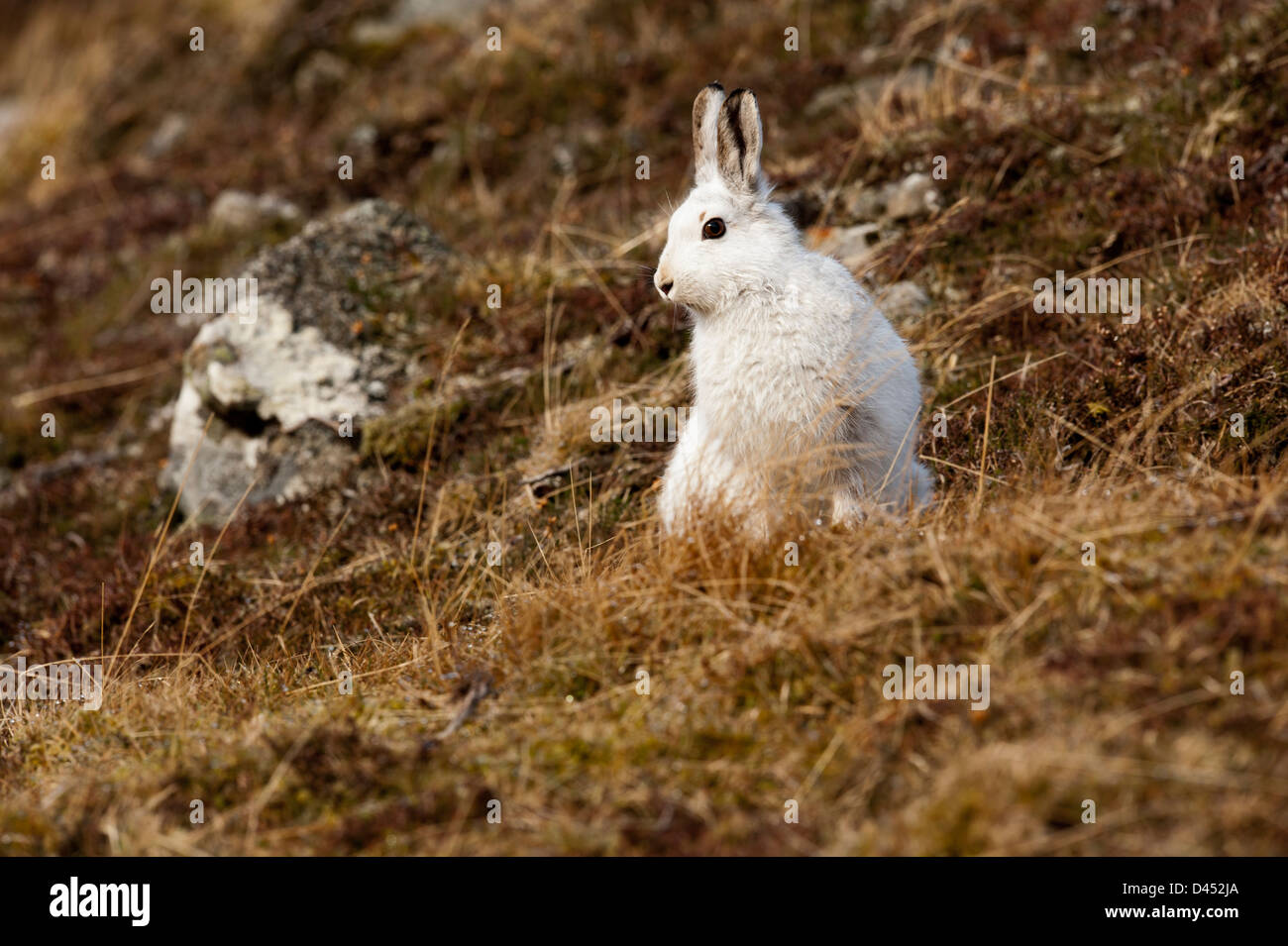 Hare wildlife hi-res stock photography and images - Alamy