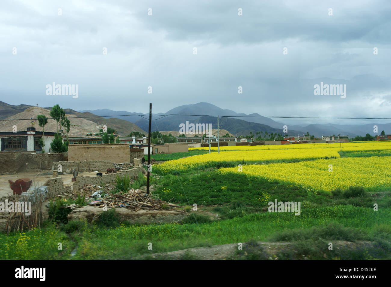Rapeseed fields outside town Gyantse, Nyang Chu valley, along Southern ...