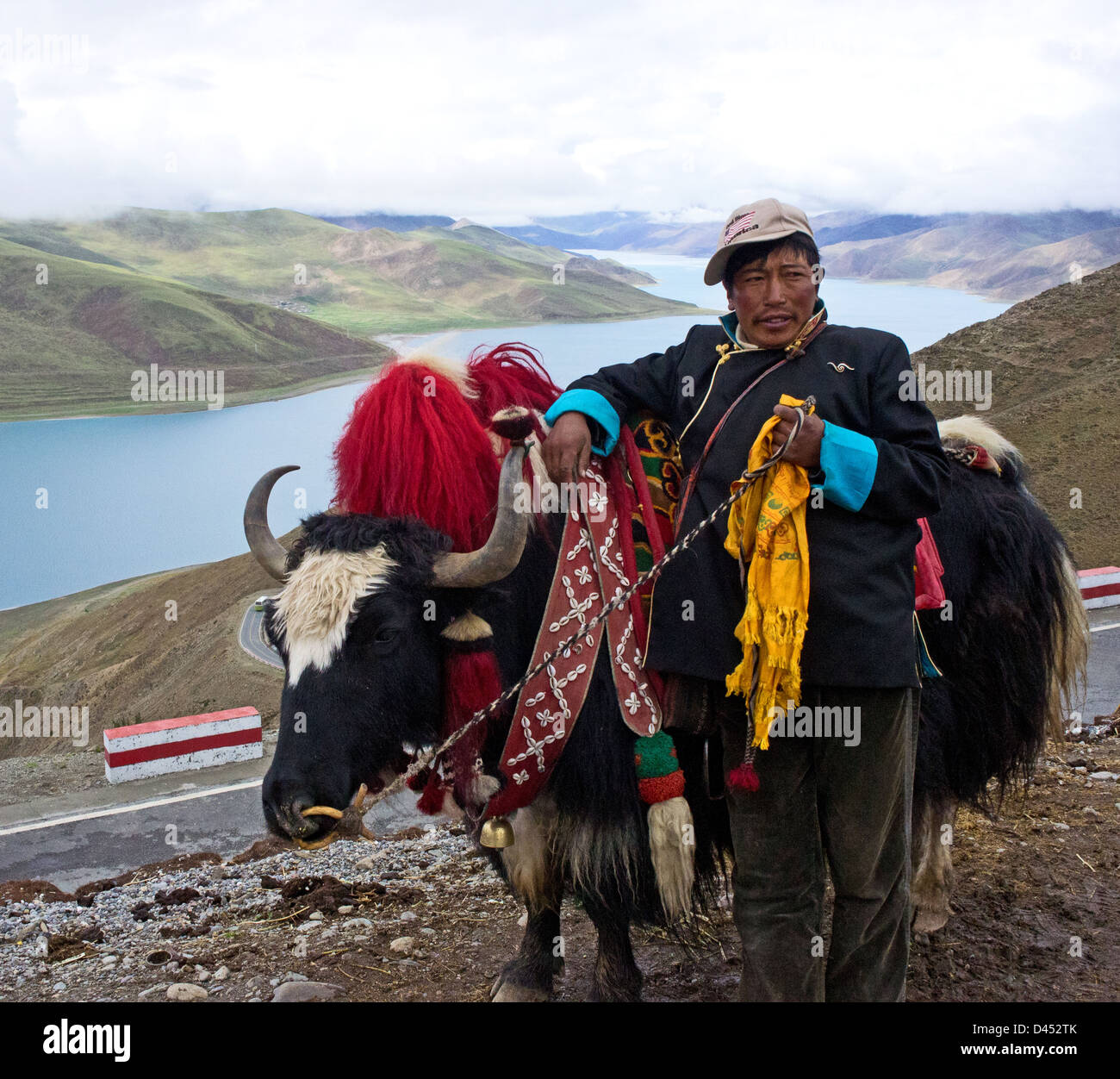 Tibetan man presenting decorated Yak to tourists for picture taking and sitting on. Khamba La ...