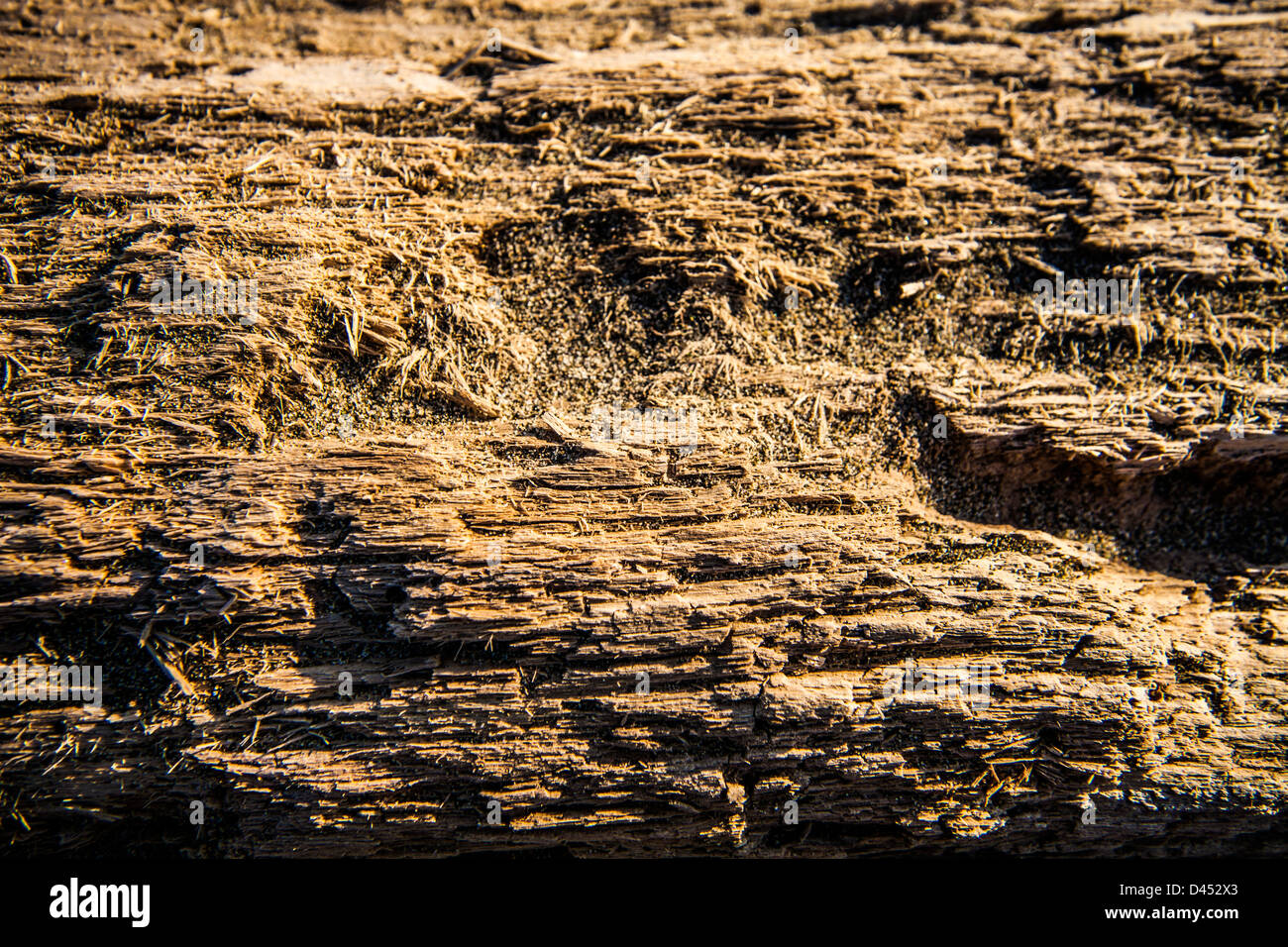 fregene, italy, europe Stock Photo - Alamy