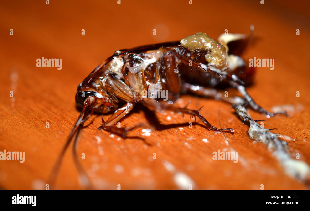 squashed cockroach on wooden floor Stock Photo - Alamy