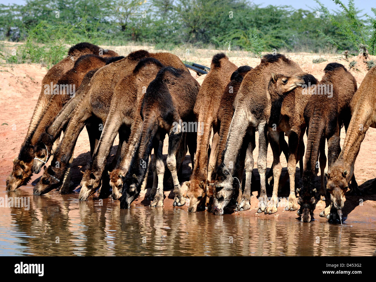 A Camel herd drink water at a natural pond at a cattle fair in western ...