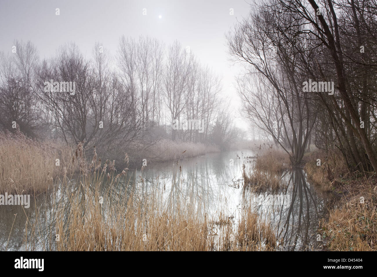 A cold, foggy morning in winter at a pond in North Lincolnshire ...