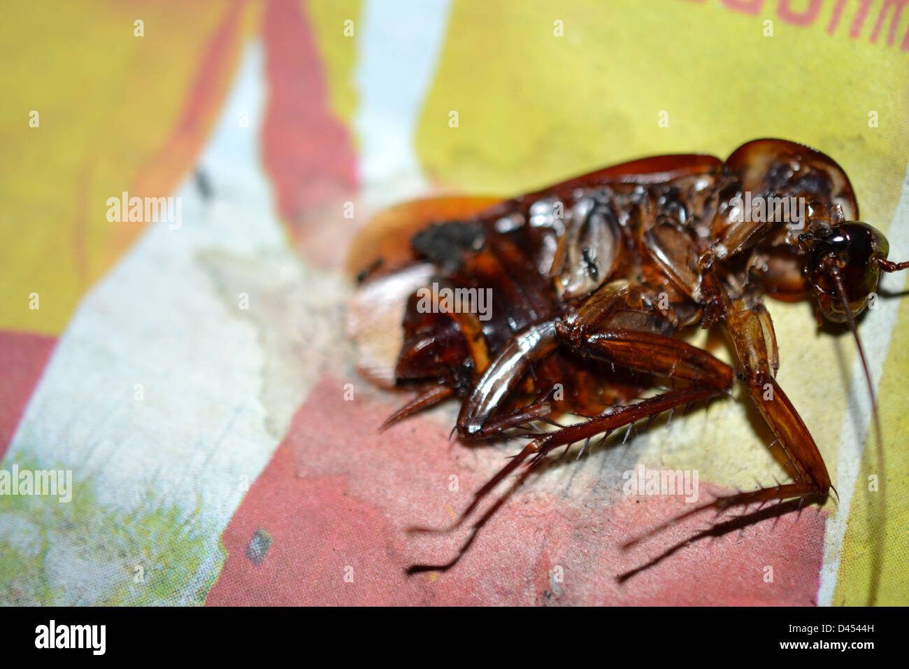 squashed cockroach on newspaper Stock Photo - Alamy