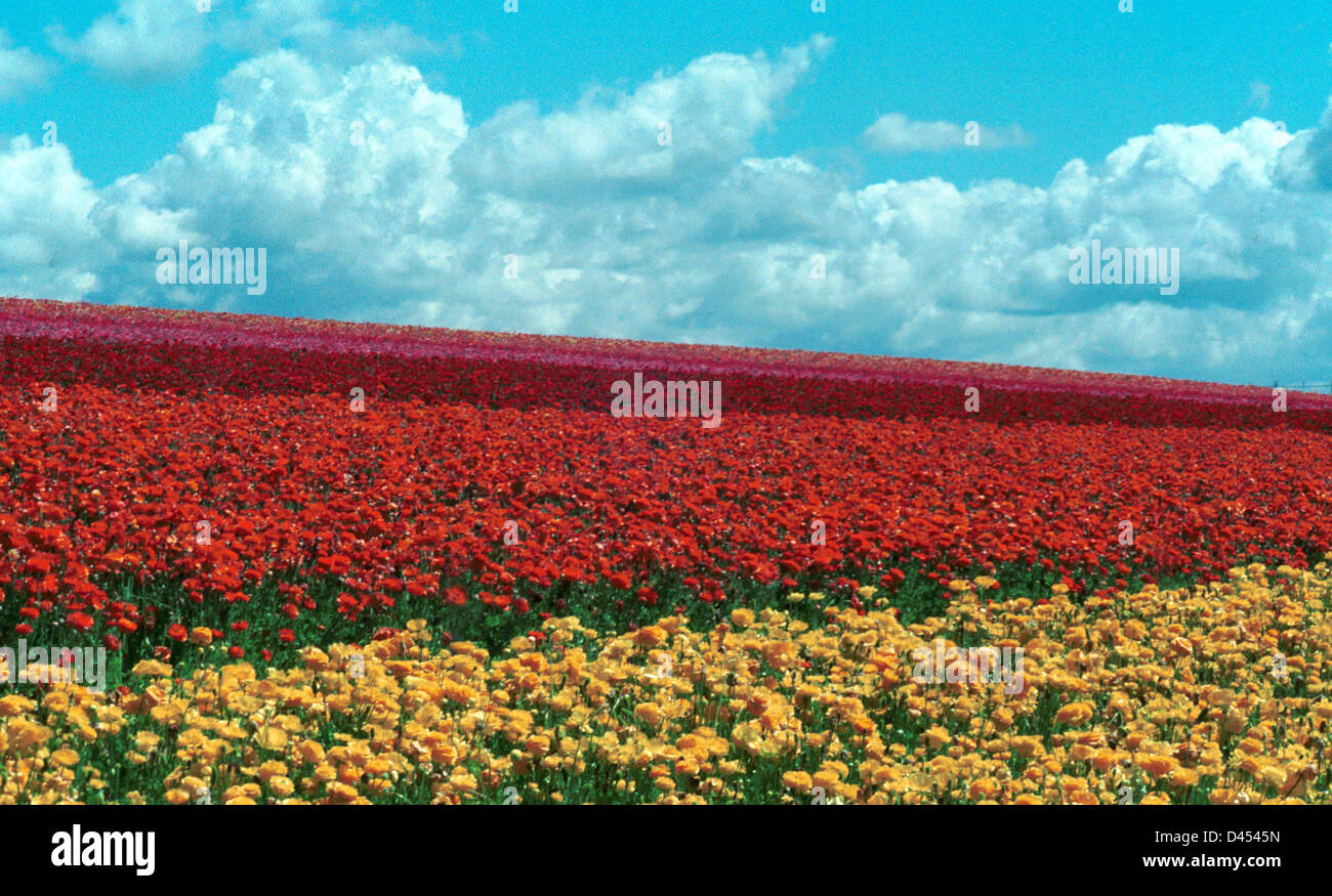 Spring Ranunculus flower fields Carlsbad California Stock Photo - Alamy