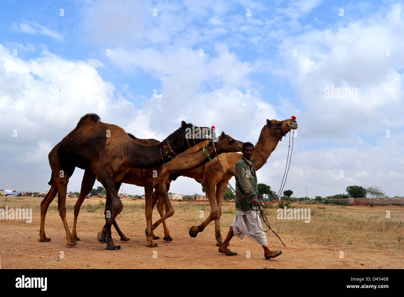 Vendor leads camels sell cattle hi-res stock photography and images - Alamy