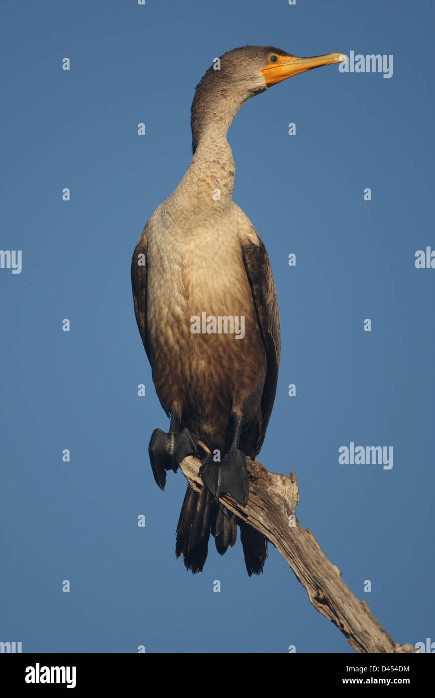 Cormorant swimming underwater hi-res stock photography and images - Alamy