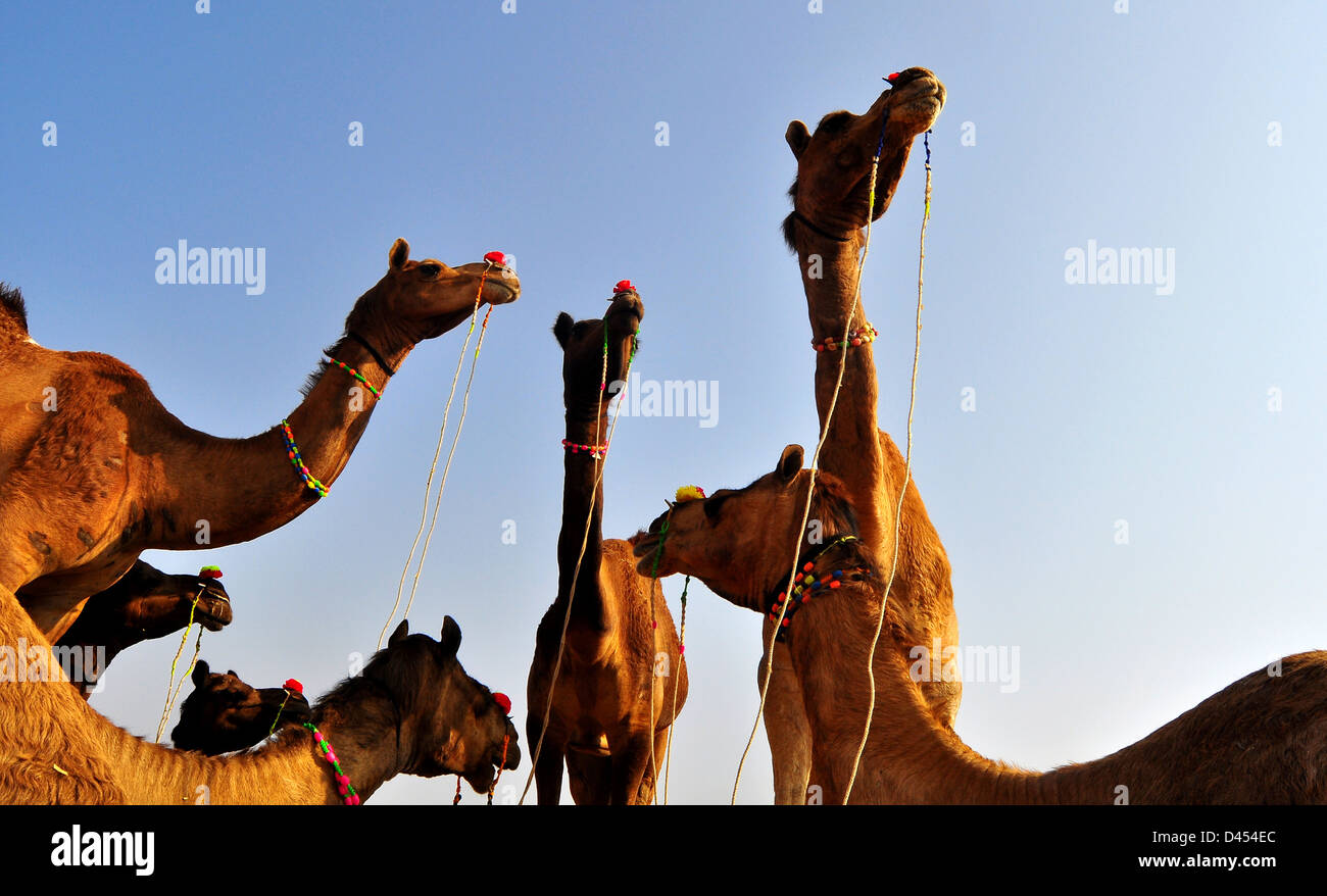 Large group of camels hi-res stock photography and images - Alamy