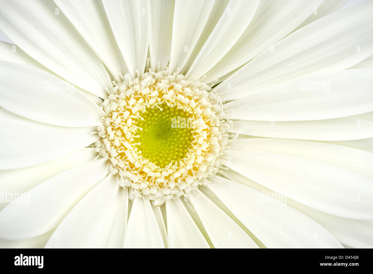 White gerbera hi-res stock photography and images - Alamy