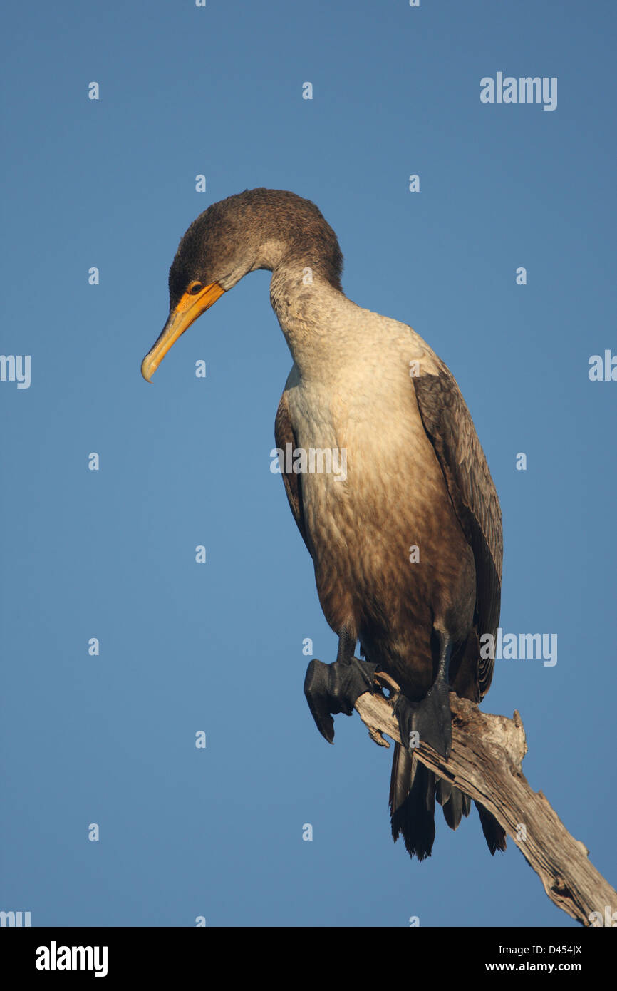 Cormorant river underwater hi-res stock photography and images - Alamy