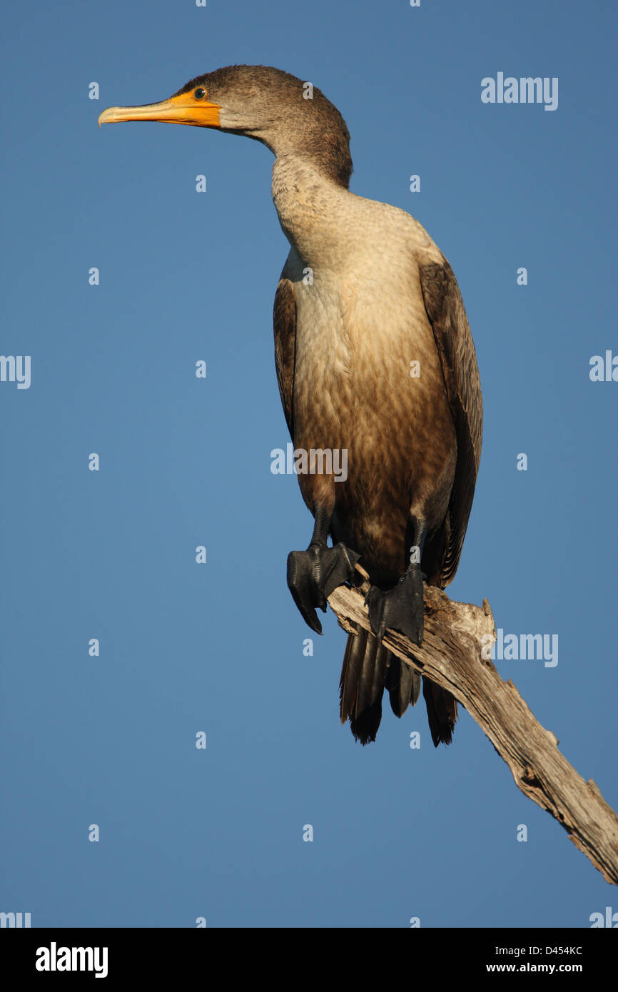Double- crested cormorant Stock Photo - Alamy