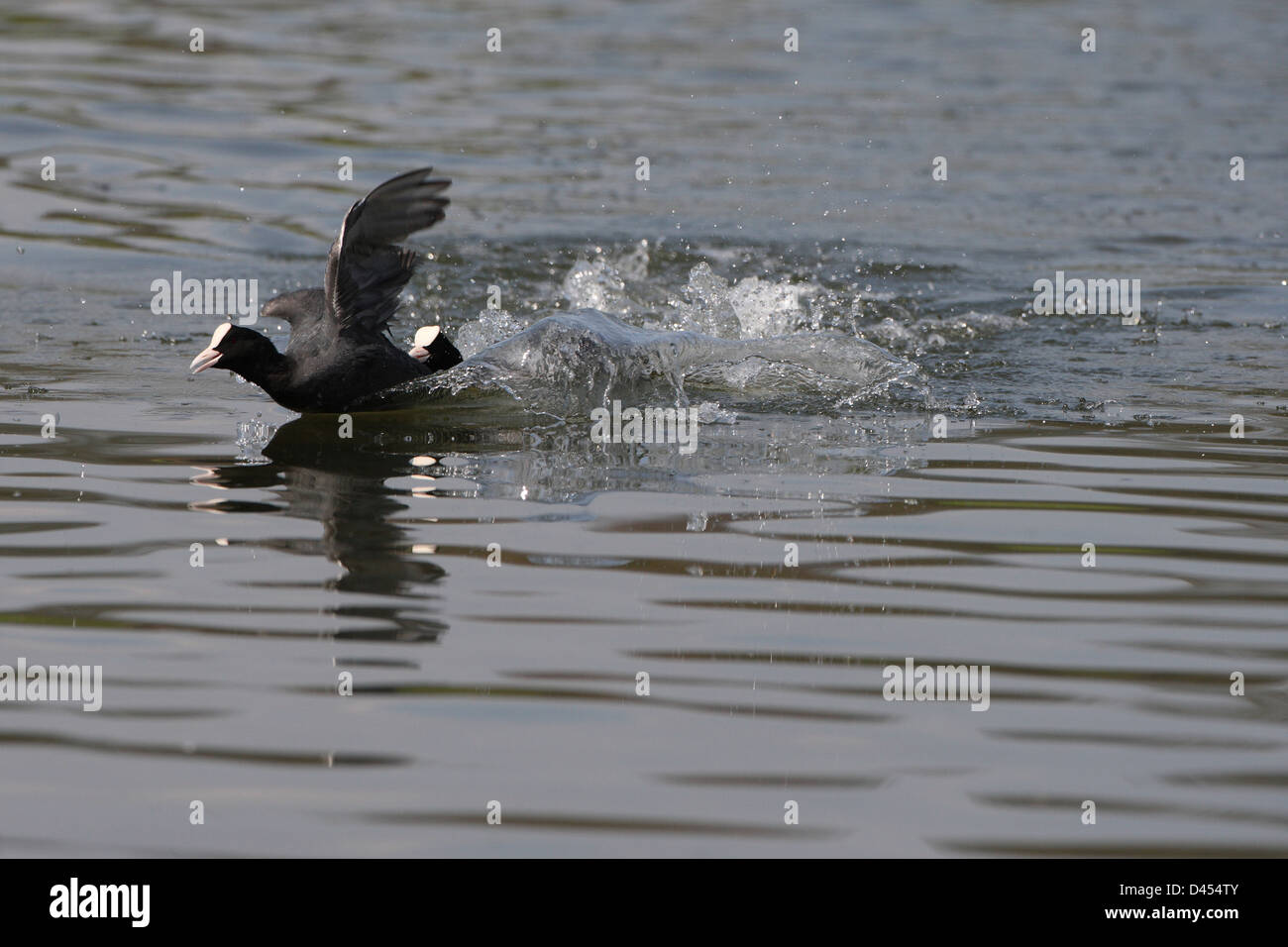 Black coot hatchlings hi-res stock photography and images - Alamy