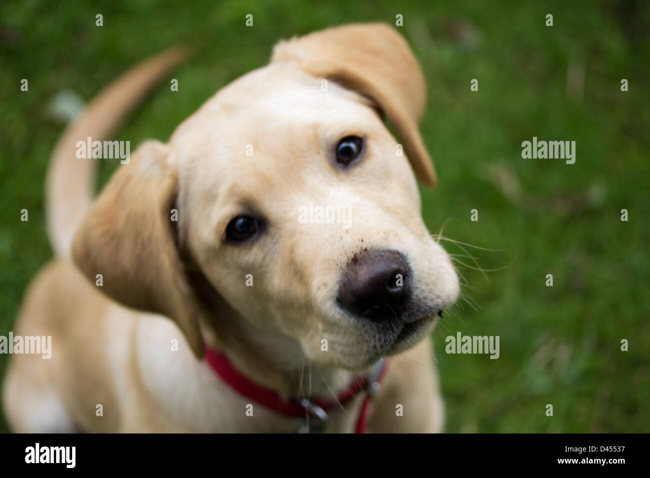 Labrador head tilted hi-res stock photography and images - Alamy