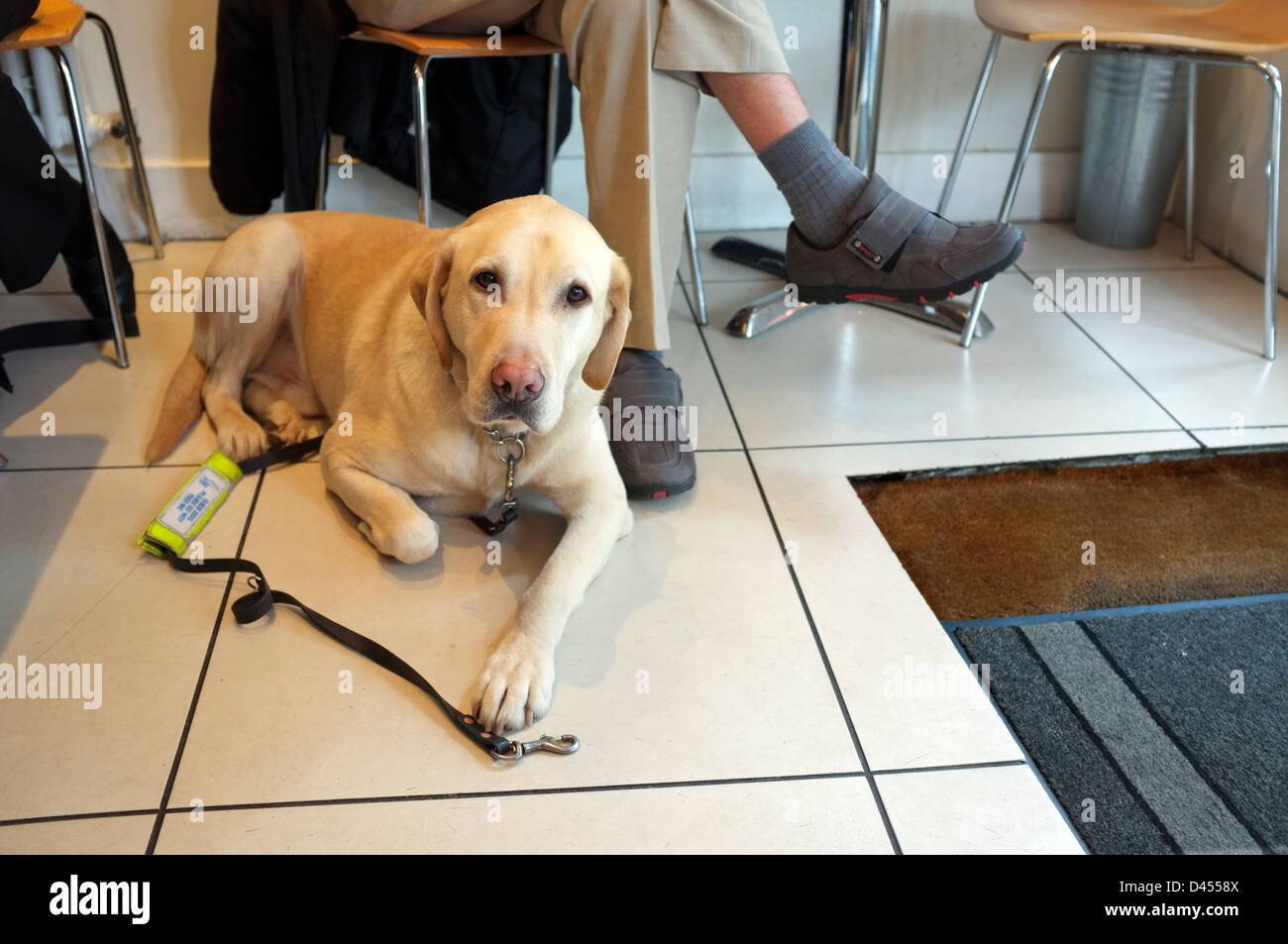 A golden retriever guide dog for the blind resting on the floor of a ...