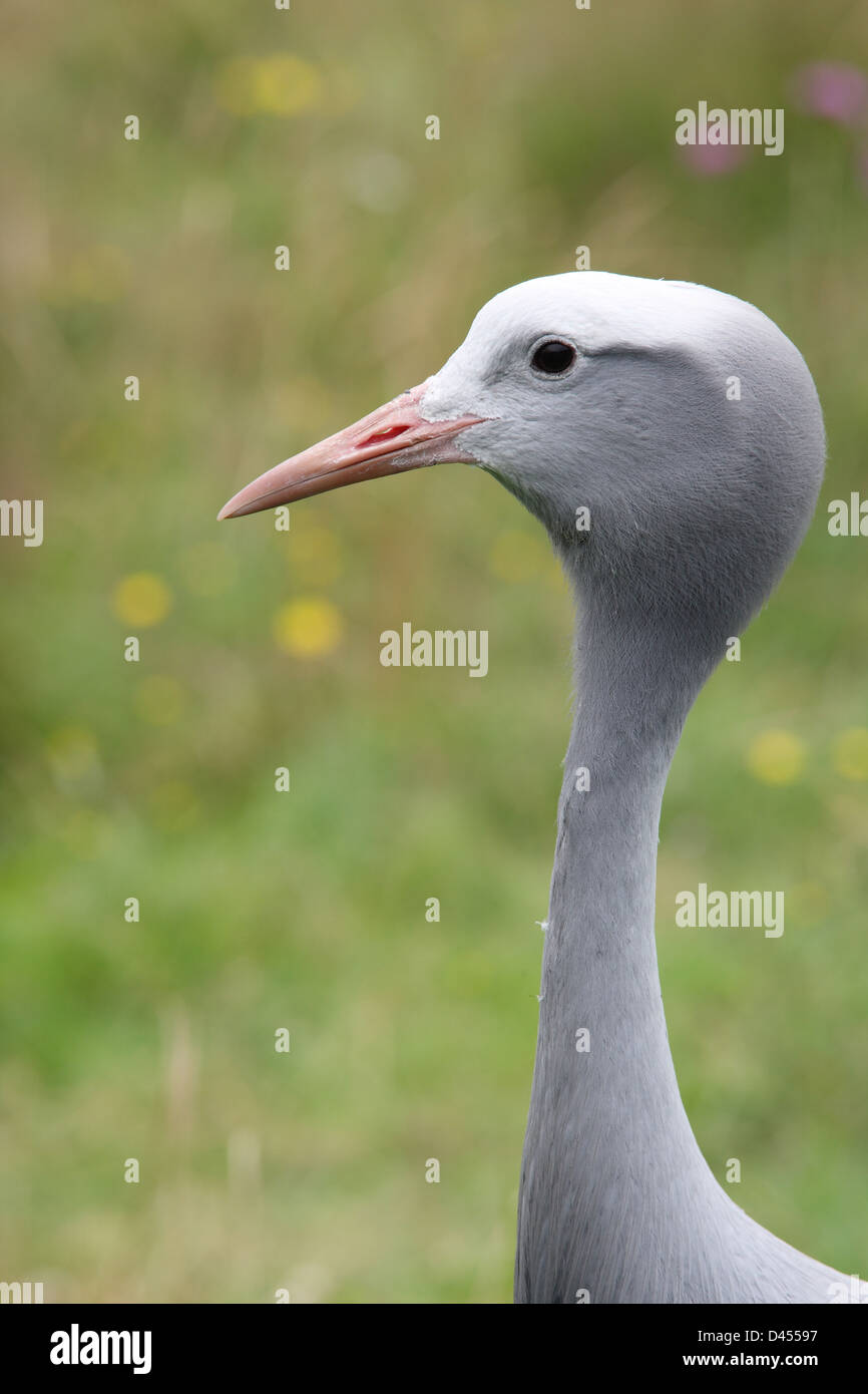 Mythology cranes hi-res stock photography and images - Alamy