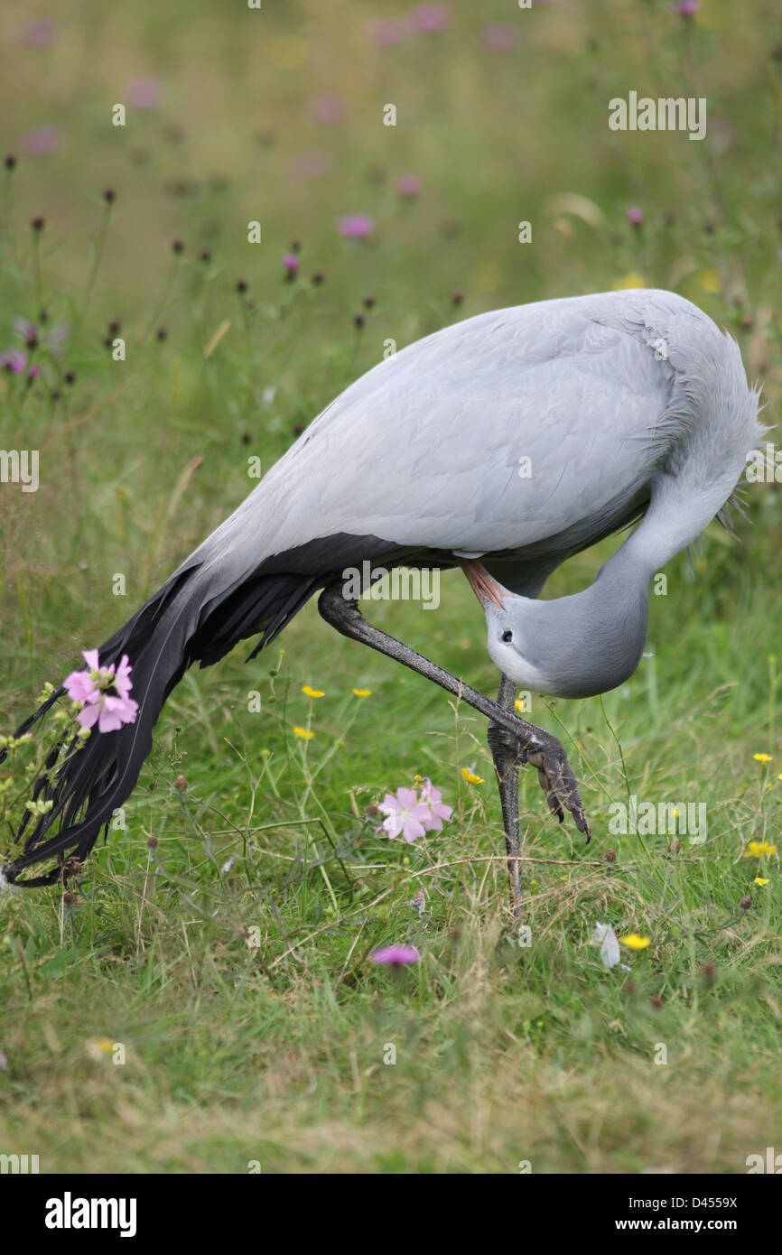Mythology cranes hi-res stock photography and images - Alamy
