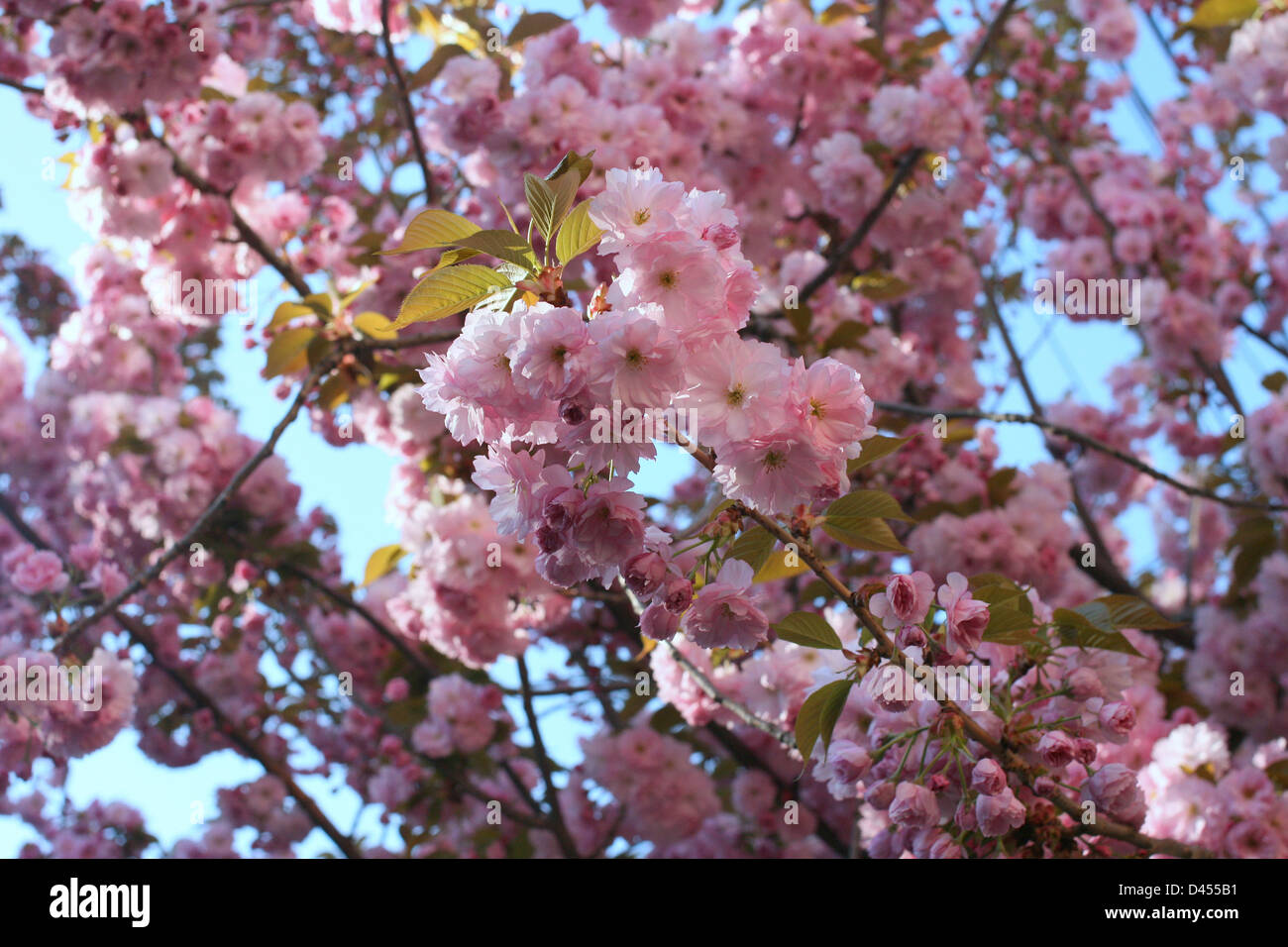 Spring Cherry Blooms Stock Photo - Alamy