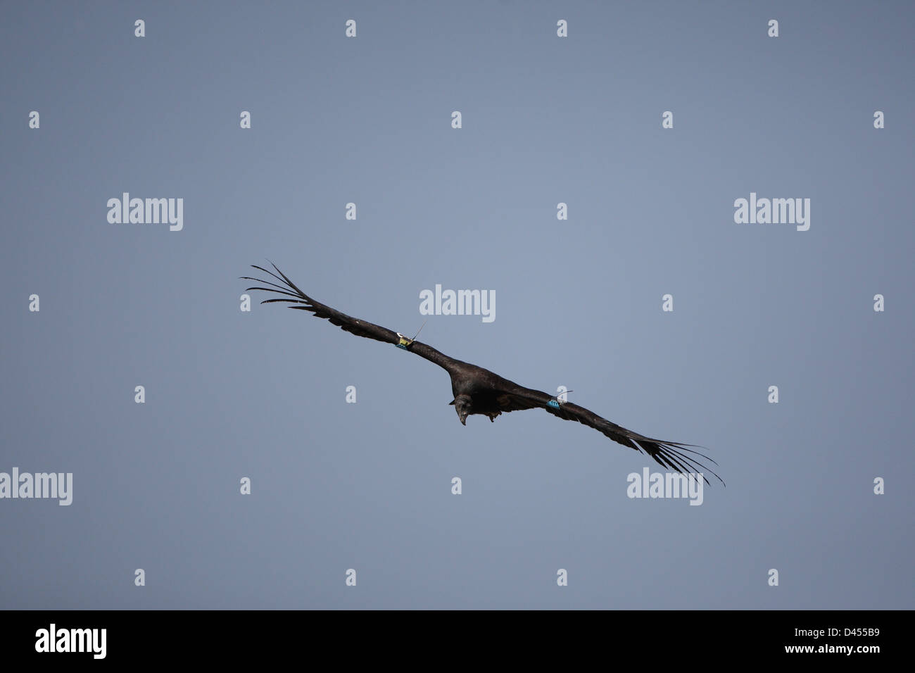 Condor habitat hi-res stock photography and images - Alamy