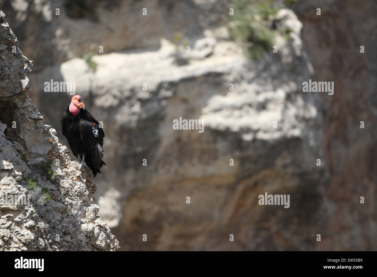 Condor habitat hi-res stock photography and images - Alamy