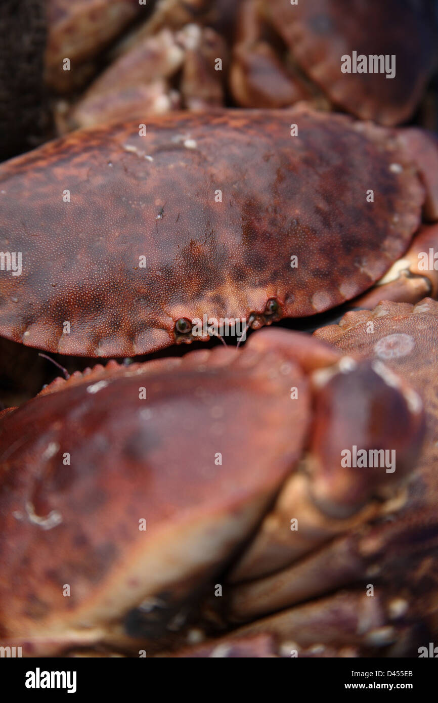 Edible crustaceans hi-res stock photography and images - Alamy