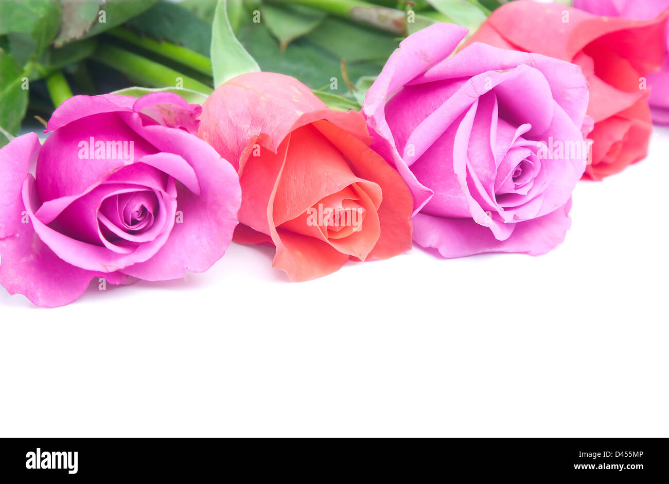 Two colored roses hi-res stock photography and images - Alamy