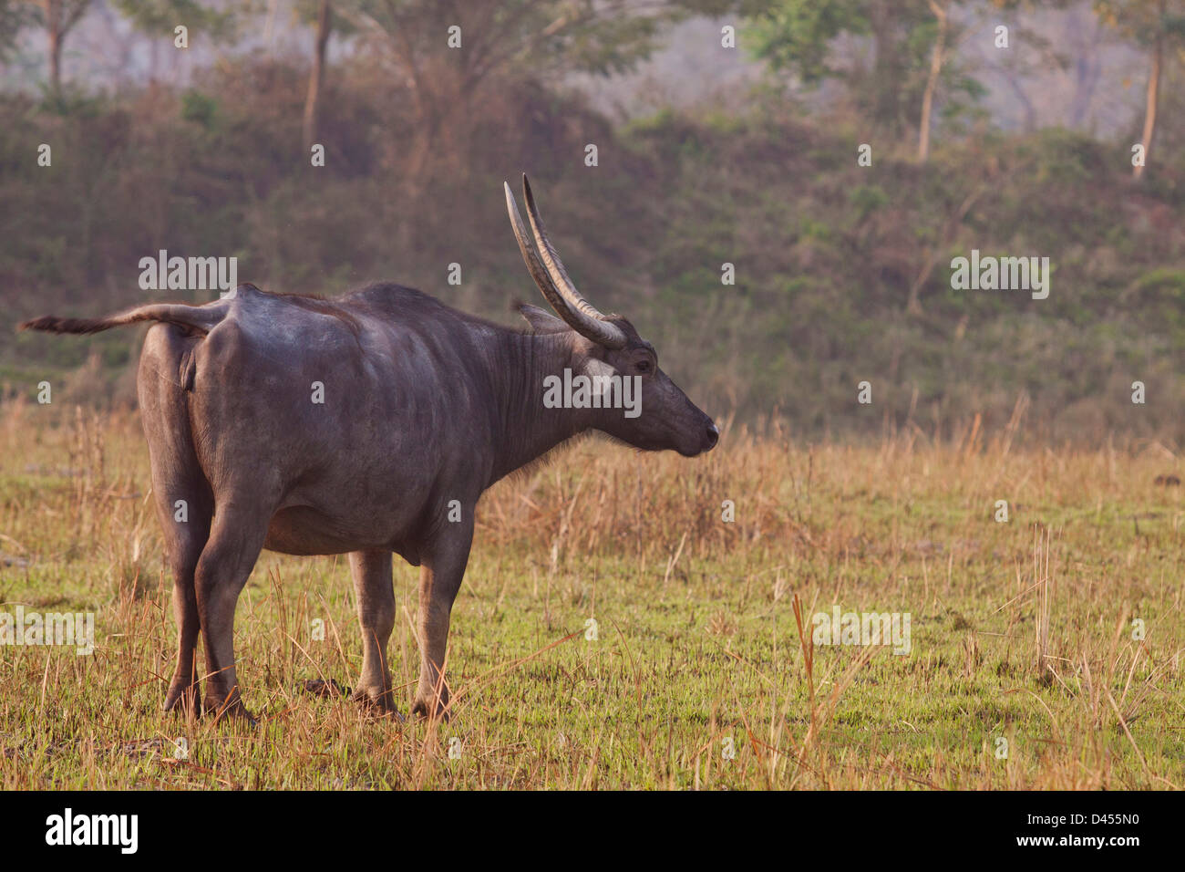 Indian buffalo standing hi-res stock photography and images - Alamy