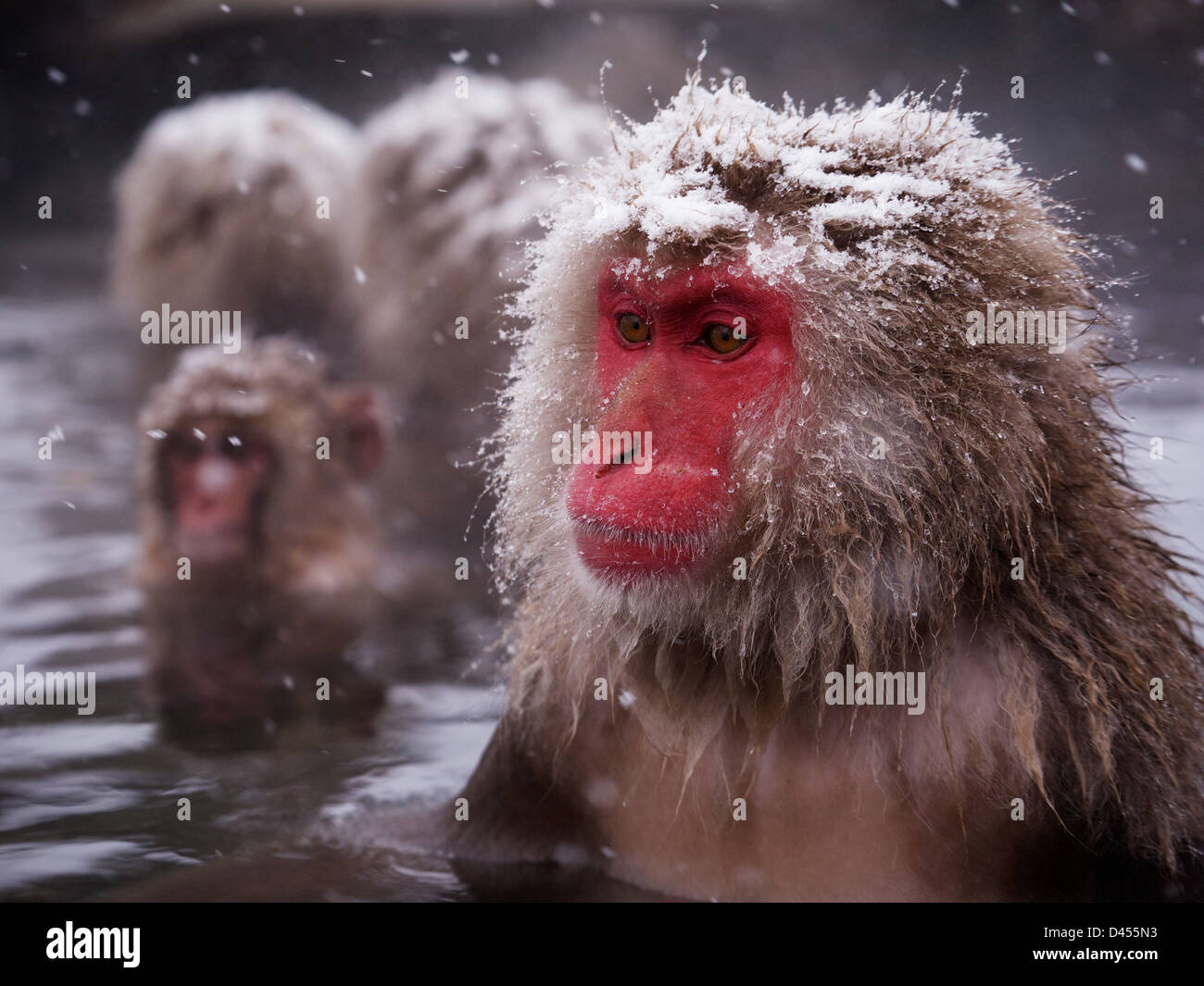 Japanese Snow Monkey in Hot Spring Stock Photo - Alamy