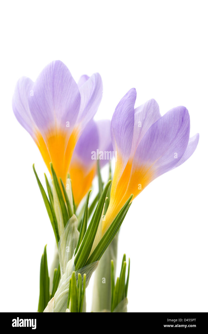 Flowers: group of blue crocuses, isolated on white background Stock ...