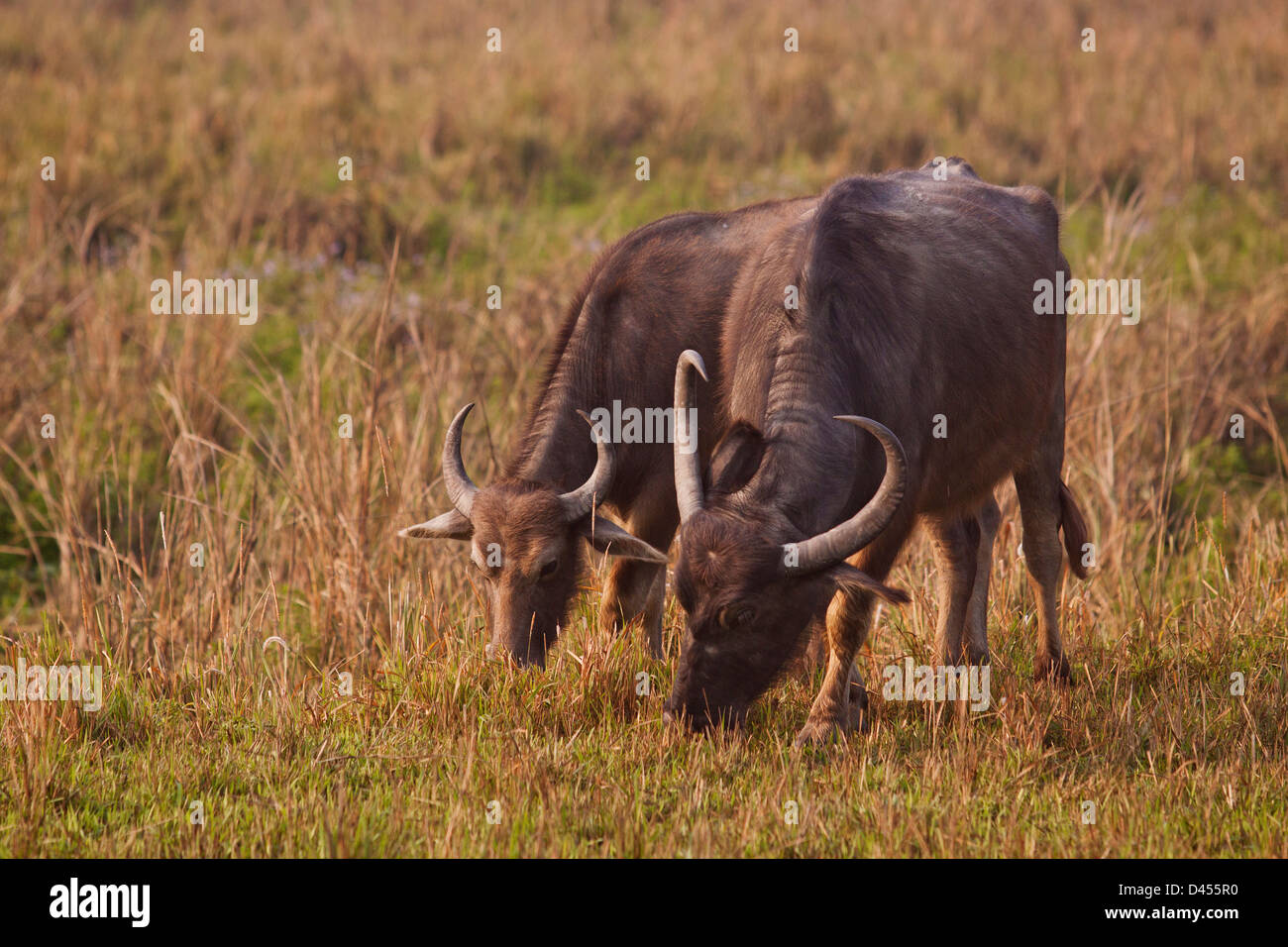 Wild Buffaloes feeding Stock Photo - Alamy