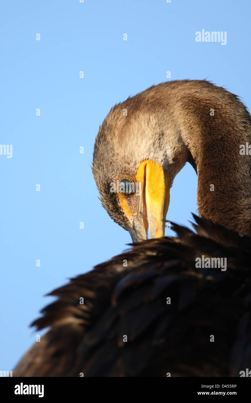 Cormorant river underwater hi-res stock photography and images - Alamy