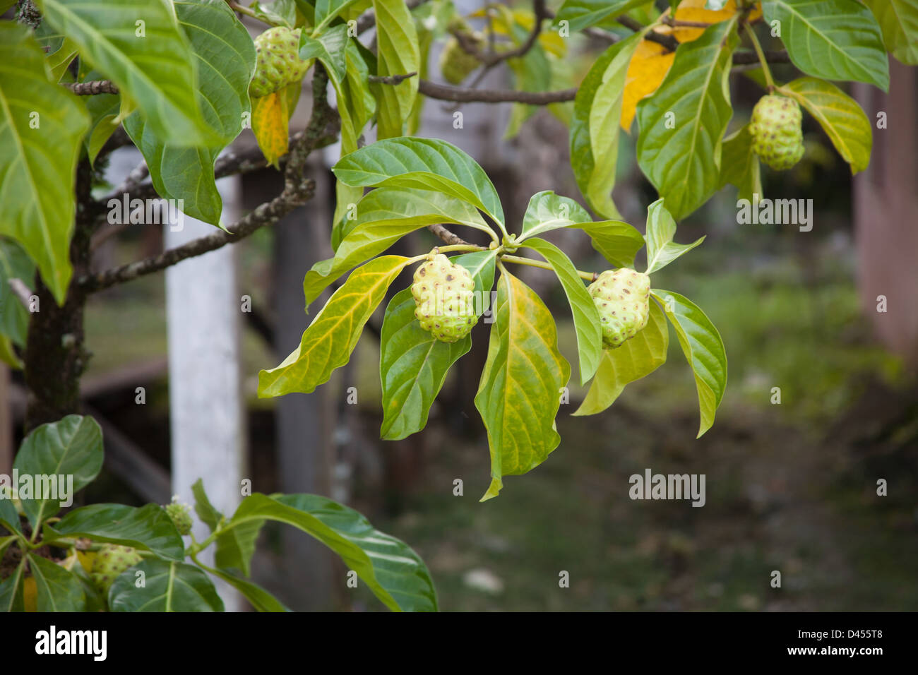 Noni tree hi-res stock photography and images - Alamy