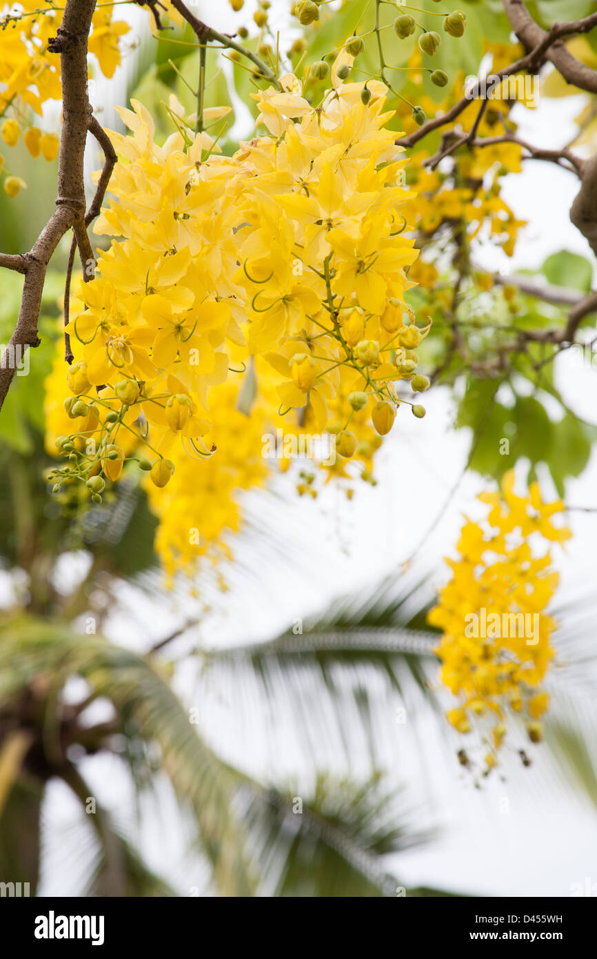 Beautiful, yellow, tropical tree flower Stock Photo - Alamy