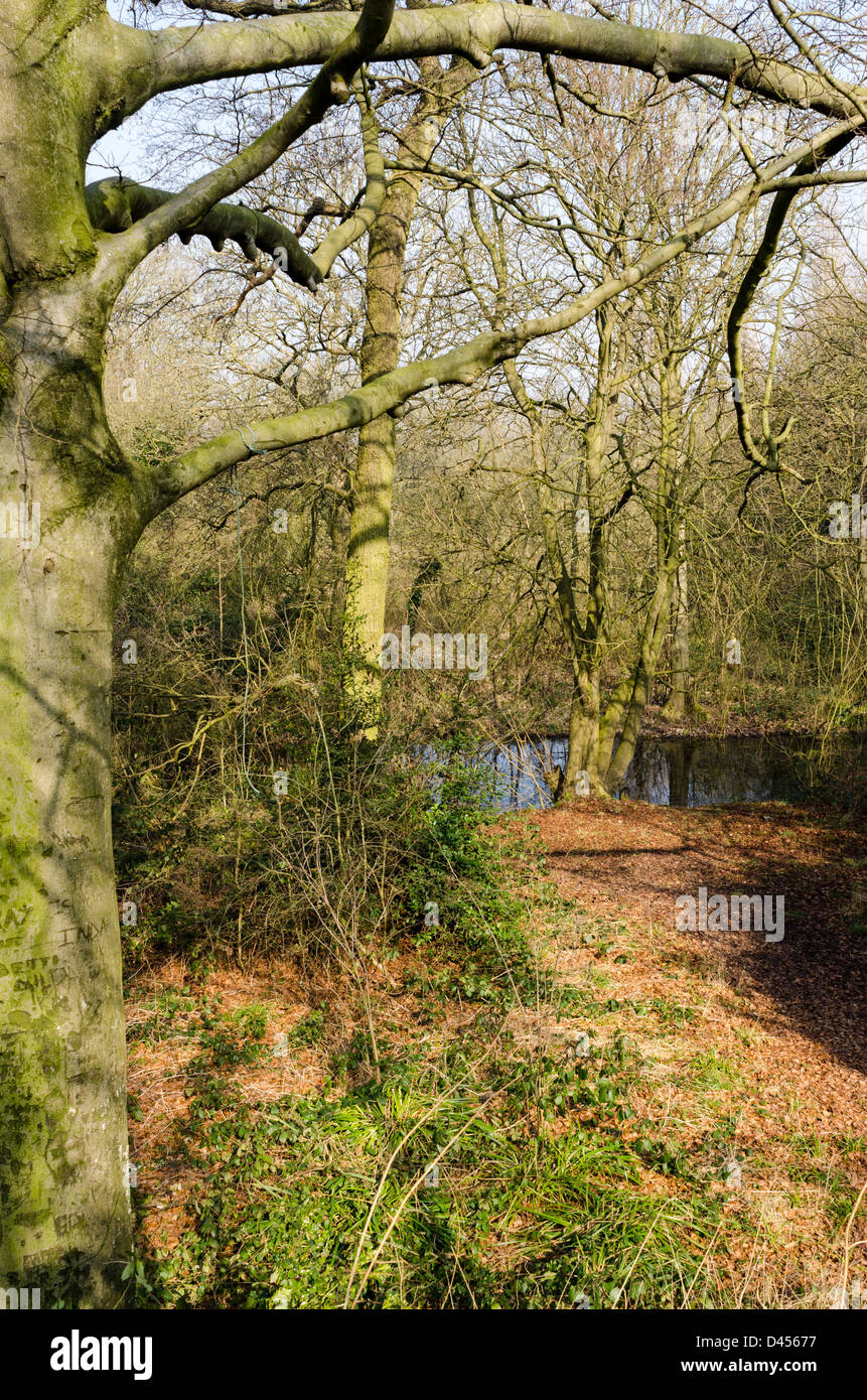 Trees in Priory Woods Local Nature Reserve at Sandwell Valley Country ...