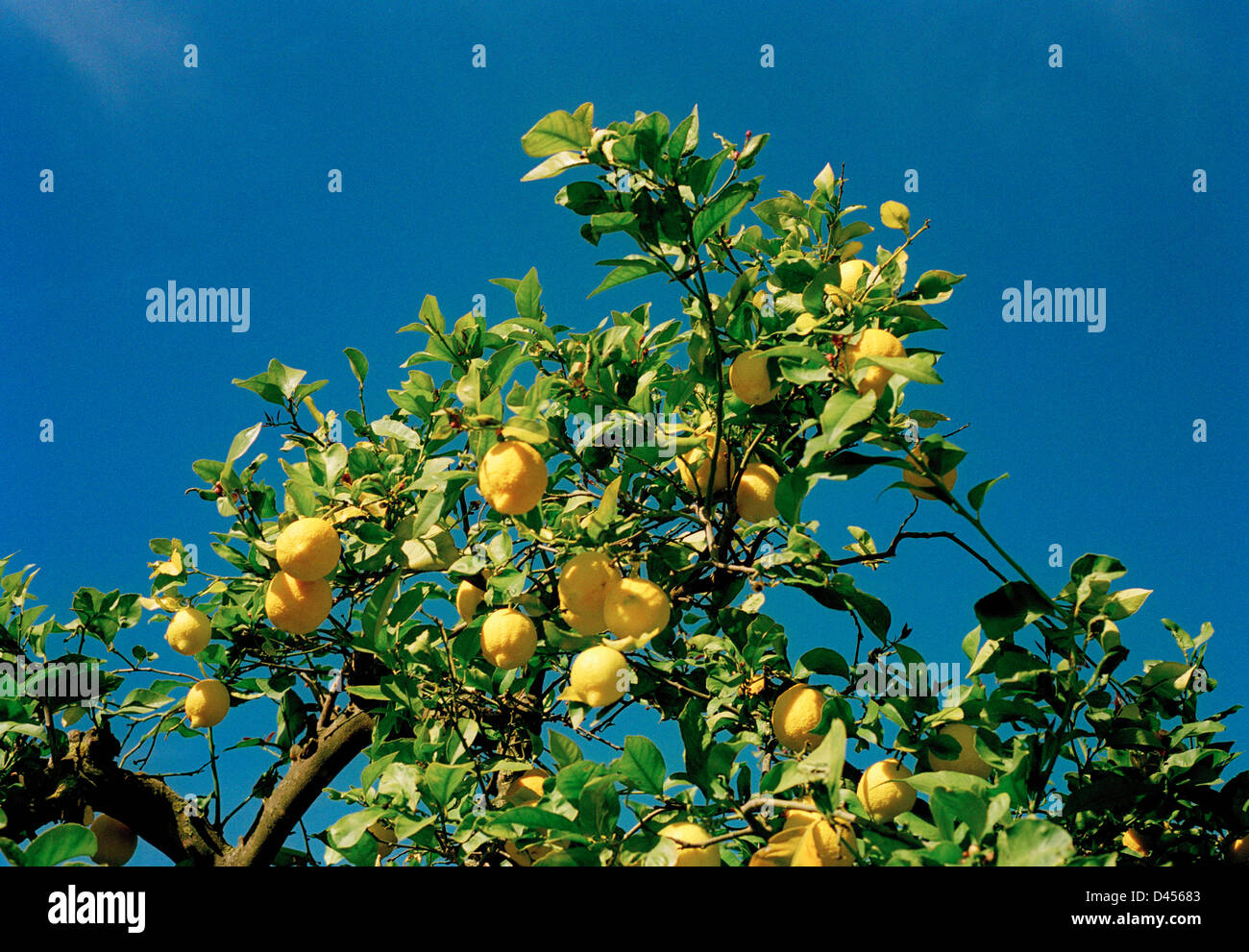 Spain andalucia lemon tree hi-res stock photography and images - Alamy