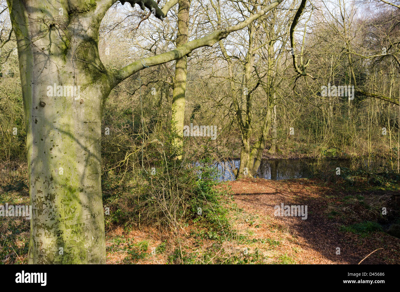 Trees in Priory Woods Local Nature Reserve at Sandwell Valley Country ...