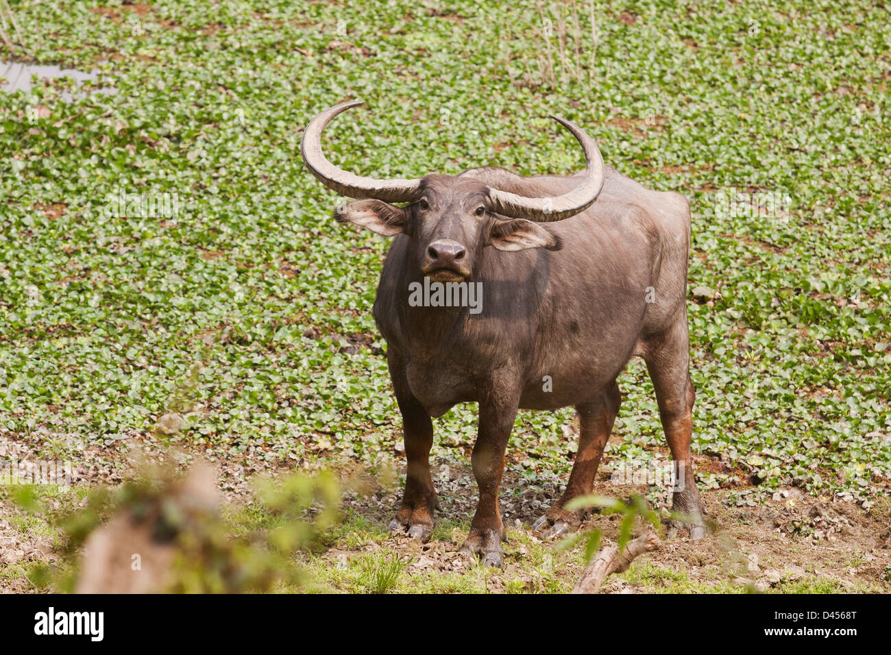 Indian water buffalo hi-res stock photography and images - Alamy