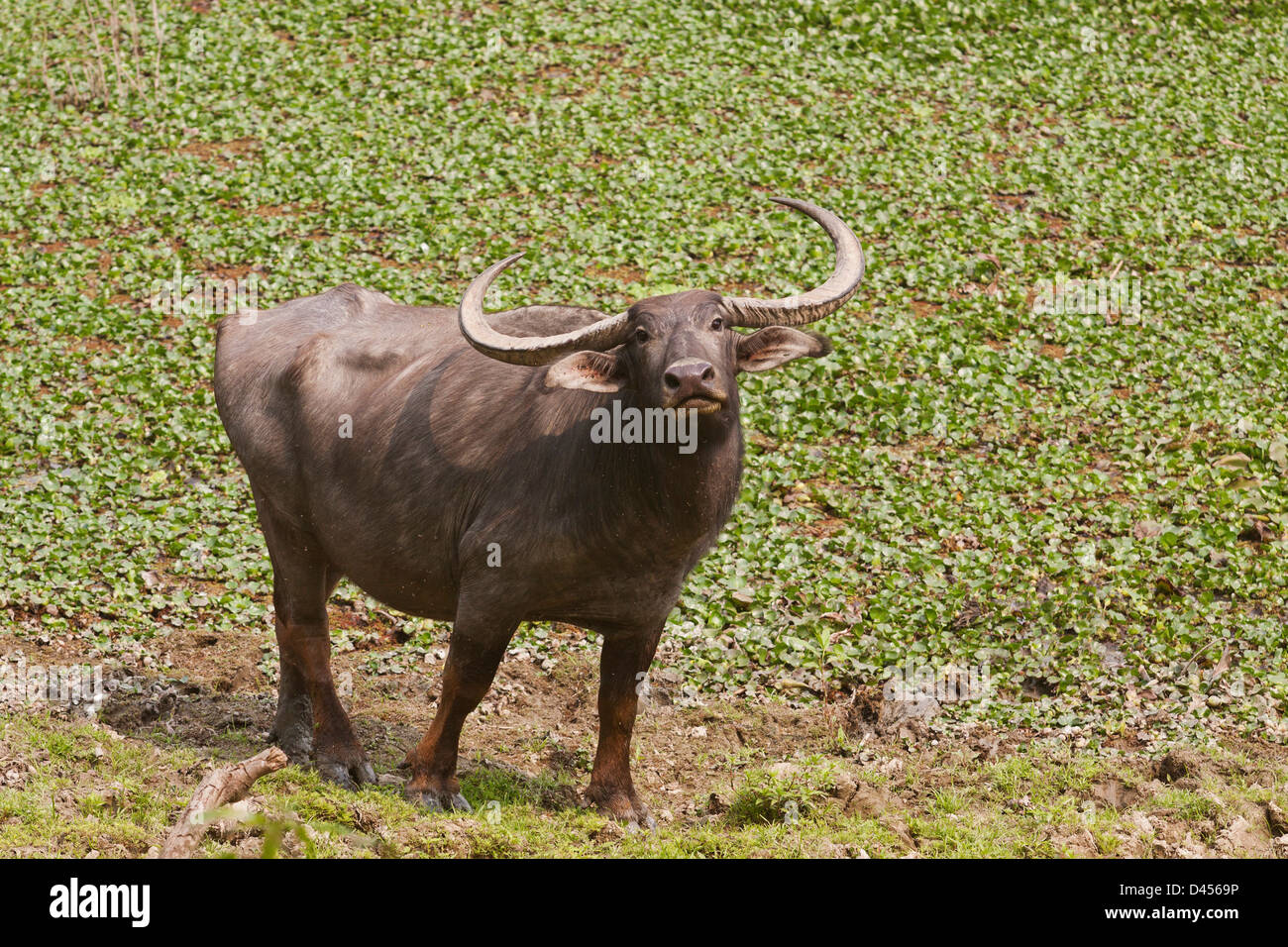 Wild Buffalo near water body Stock Photo - Alamy