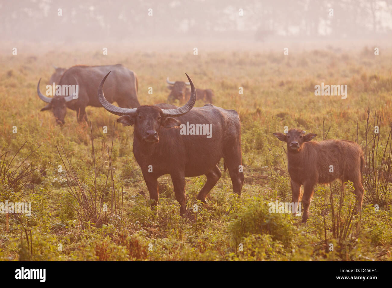 Young water buffalo hi-res stock photography and images - Alamy